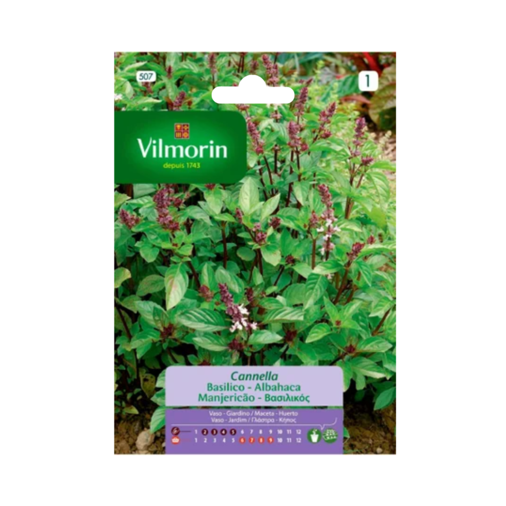 Semillas de Albahaca Thai - Rocaverde Chile - Semillas de Albahaca Semillas de Albahaca Thai - Rocaverde Chile - Semillas de Albahaca